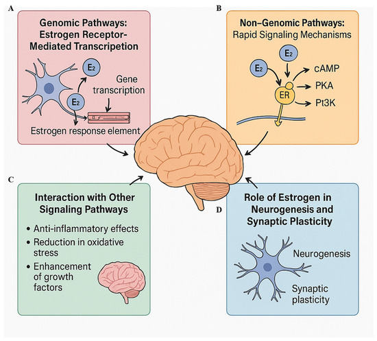 Beyond Hot Flashes: The Role of Estrogen Receptors in Menopausal Mental ...
