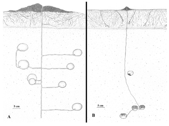 A Review of Ant Nests and Their Implications for Architecture