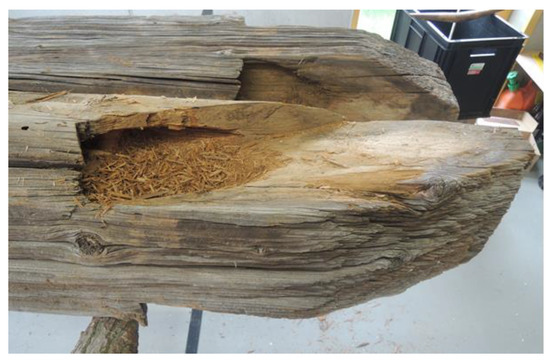 Repair of Old Timber Log House Using Cavity Filling with Compatible ...