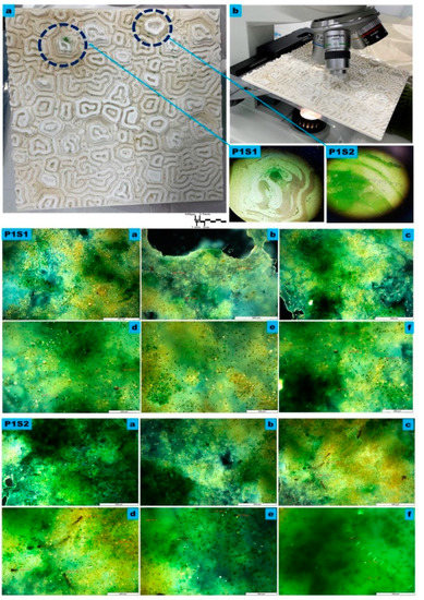 3D-Printed Bioreceptive Tiles of Reaction–Diffusion (Gierer–Meinhardt ...