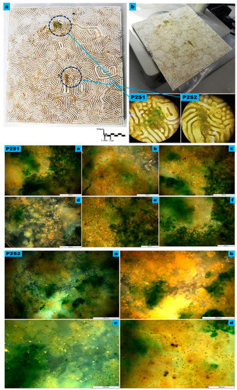 3D-Printed Bioreceptive Tiles of Reaction–Diffusion (Gierer–Meinhardt ...