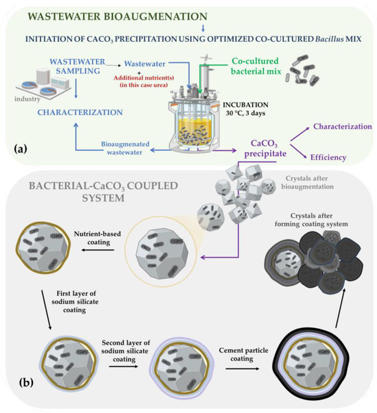Bioaugmentation of Industrial Wastewater and Formation of Bacterial–CaCO3 Coupled System for ...