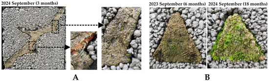 Biophilic Façades: The Potentiality of Bioreceptive Concrete