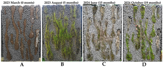 Biophilic Façades: The Potentiality of Bioreceptive Concrete
