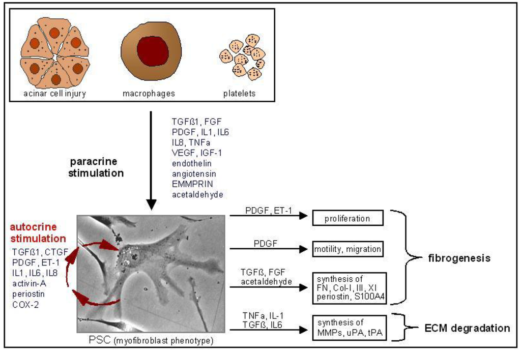 Interaction of Stellate Cells with Pancreatic Carcinoma Cells