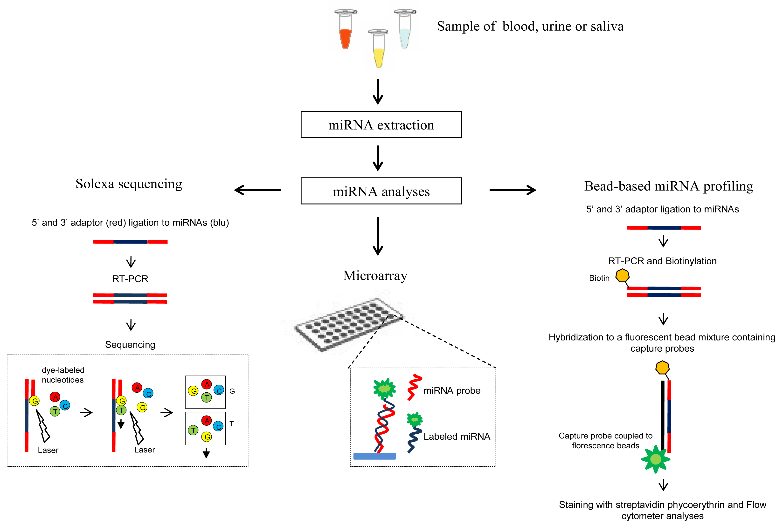 Recent Advance in Biosensors for microRNAs Detection in Cancer