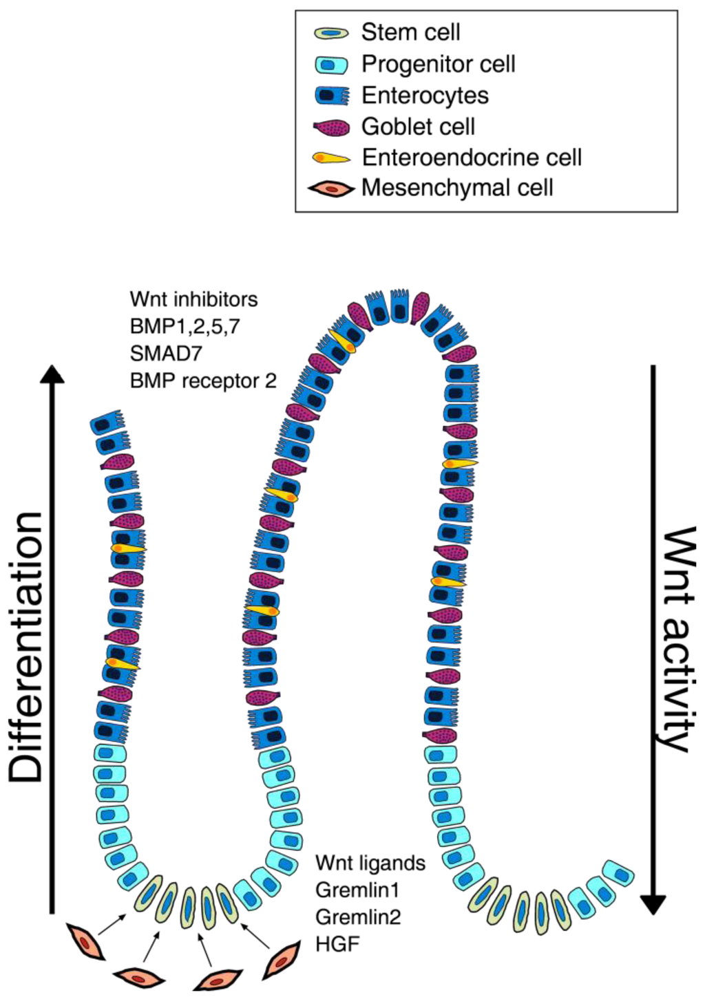 Colon Cancer Stem Cells: Bench-to-Bedside—New Therapeutical Approaches ...