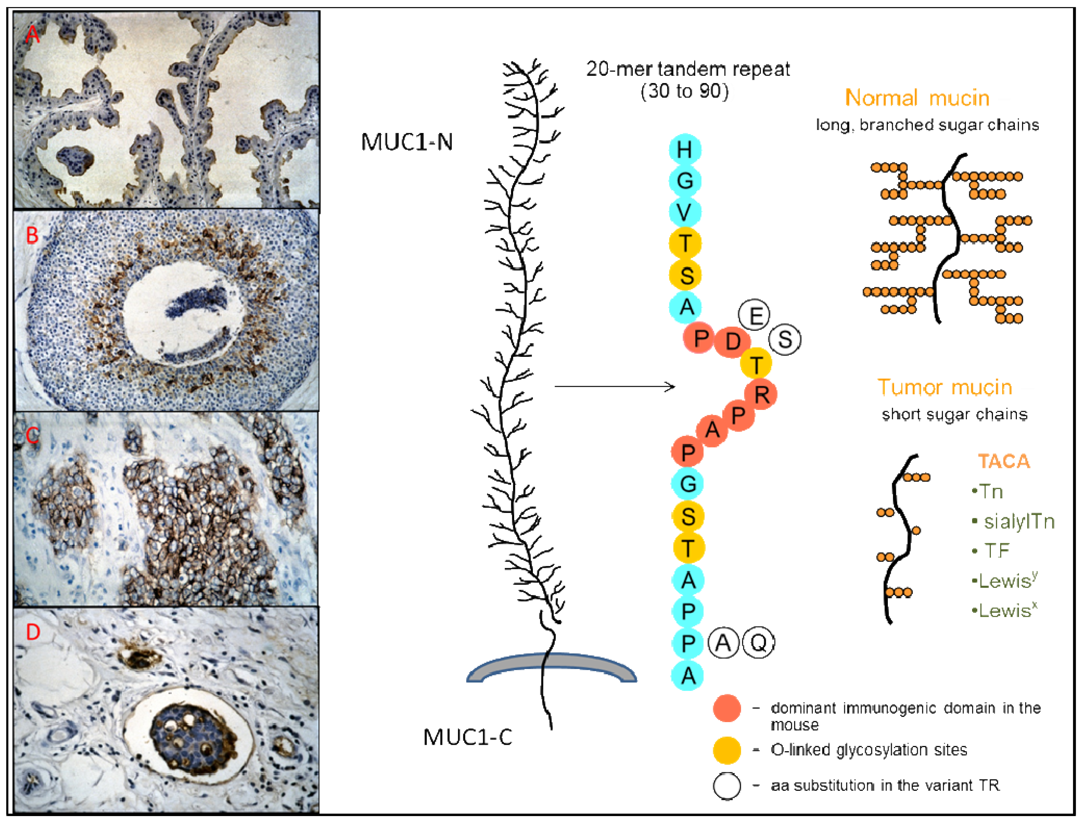 Natural and Induced Humoral Responses to MUC1