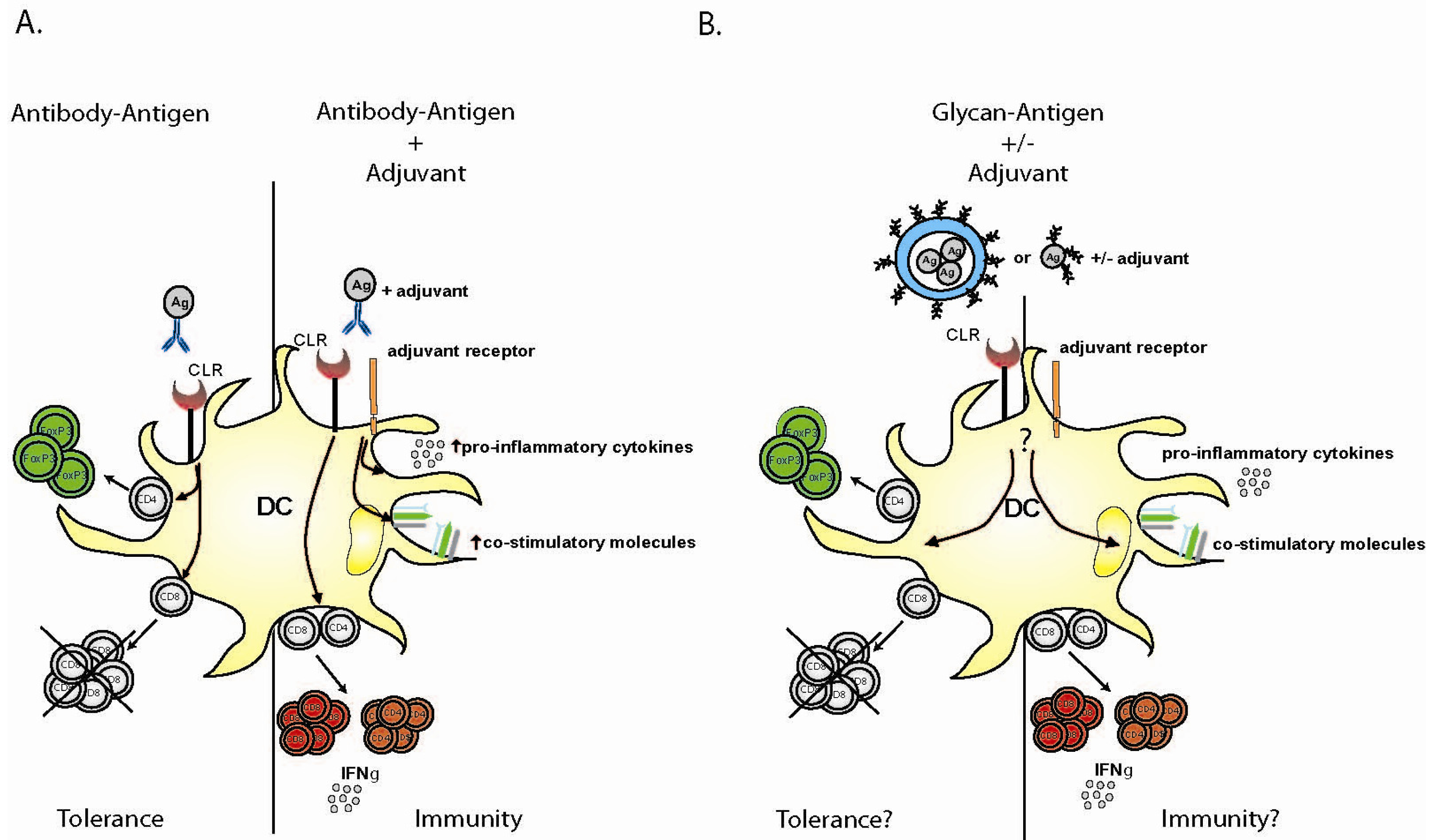 Cancers | Free Full-Text | C-type Lectin Receptors for Tumor ...