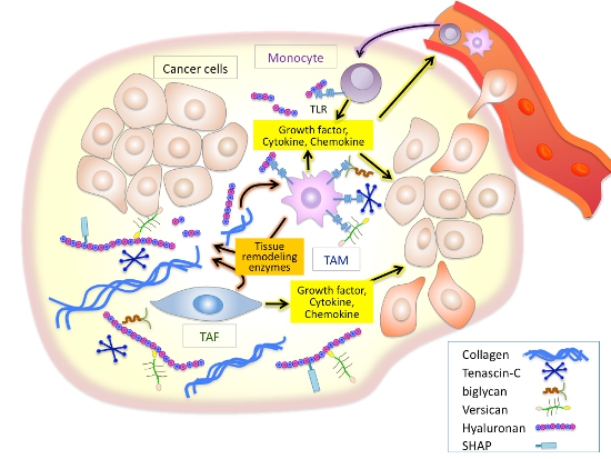 Cancers | Special Issue : Exploring Inflammation in Cancers