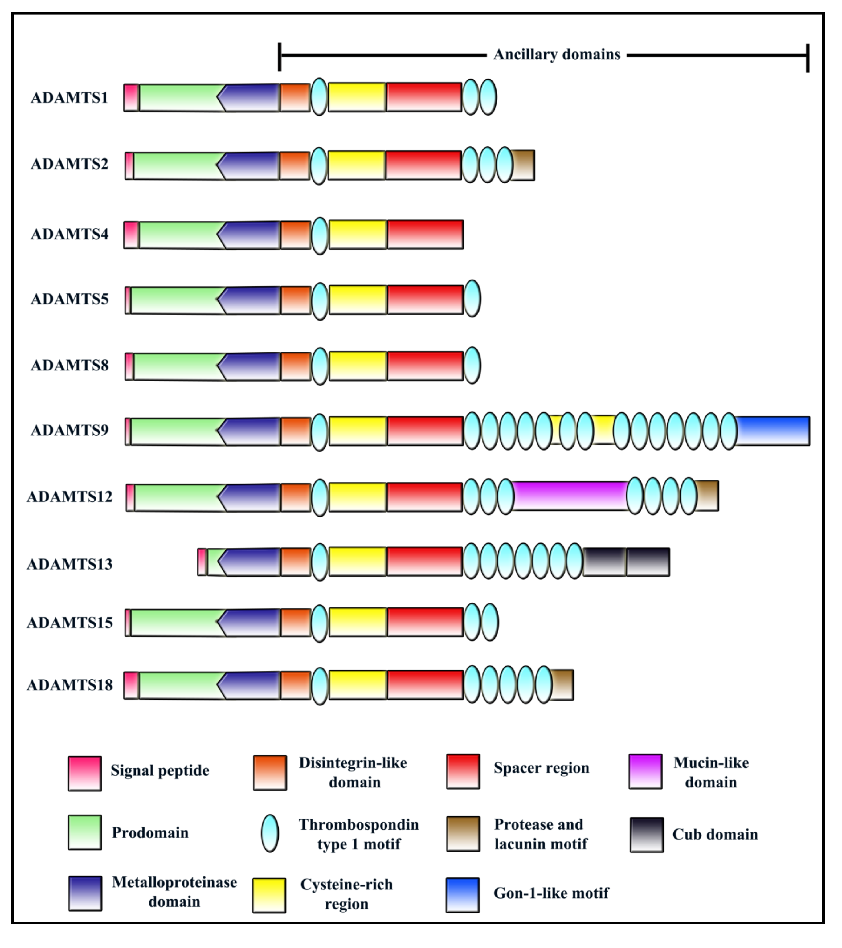 Cancers | Free Full-Text | Emerging Roles of ADAMTSs in Angiogenesis ...