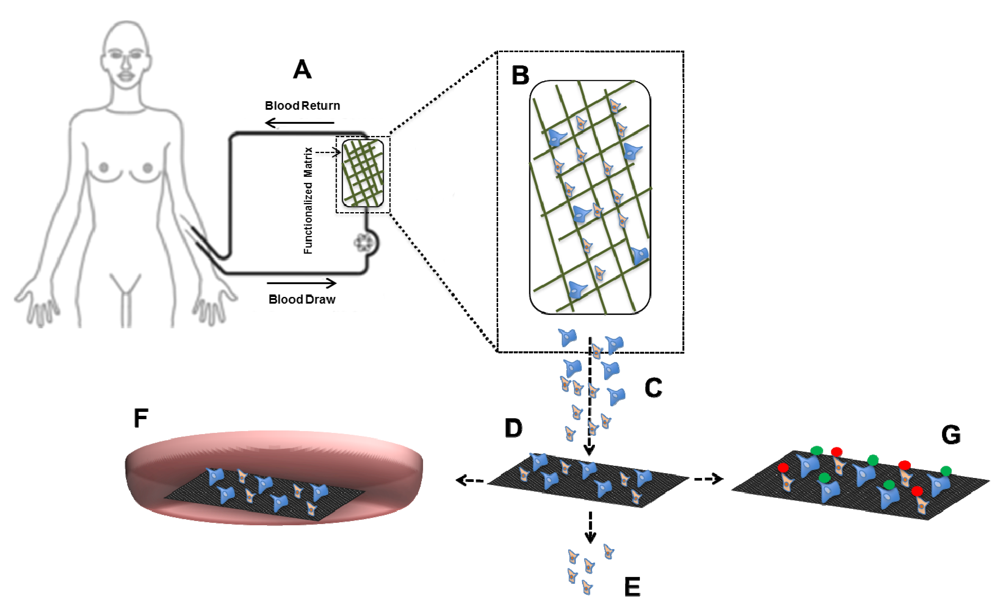 Cancers | Free Full-Text | Towards the Biological Understanding of CTC ...