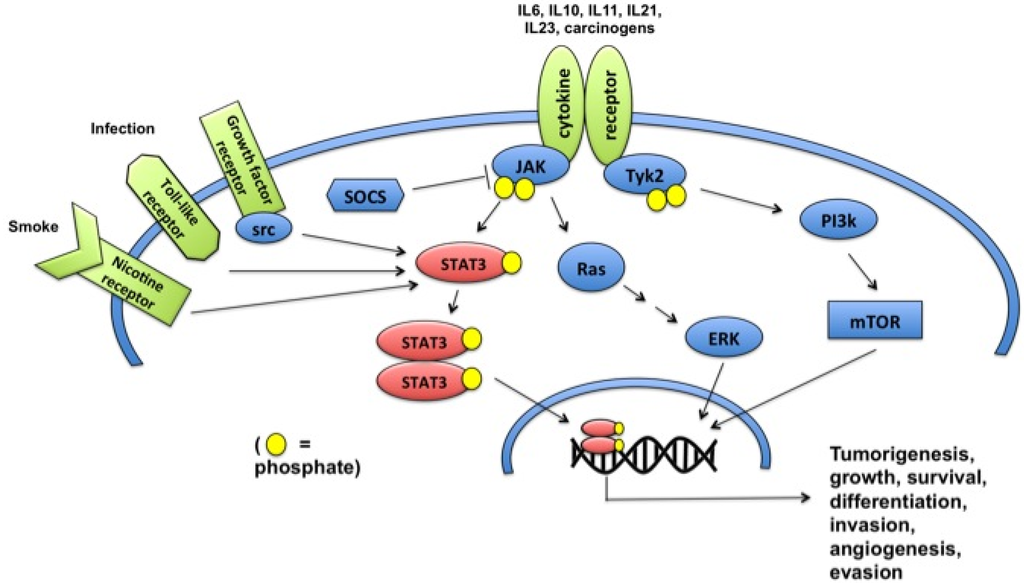 Cancers Free Full Text Stat3 Activation In Glioblastoma