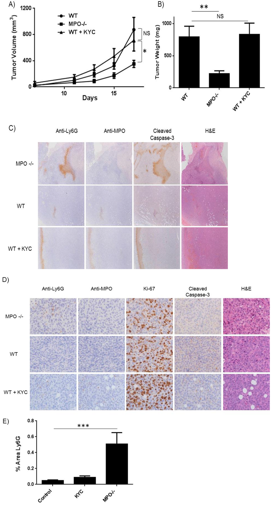 The Role of Neutrophil Myeloperoxidase in Models of Lung Tumor Development