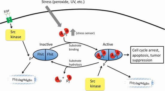 Replicative Stress and the FHIT Gene: Roles in Tumor Suppression ...