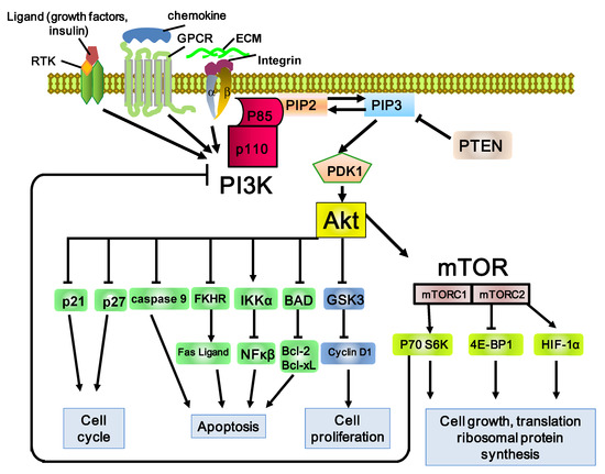 The Role of PI3K/Akt/mTOR Signaling in Gastric Carcinoma
