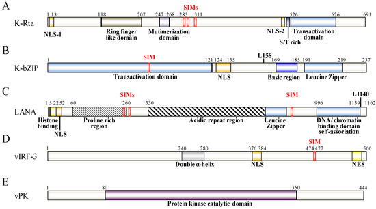 SUMO and KSHV Replication