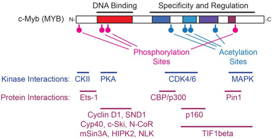 Situational Awareness: Regulation of the Myb Transcription Factor in ...