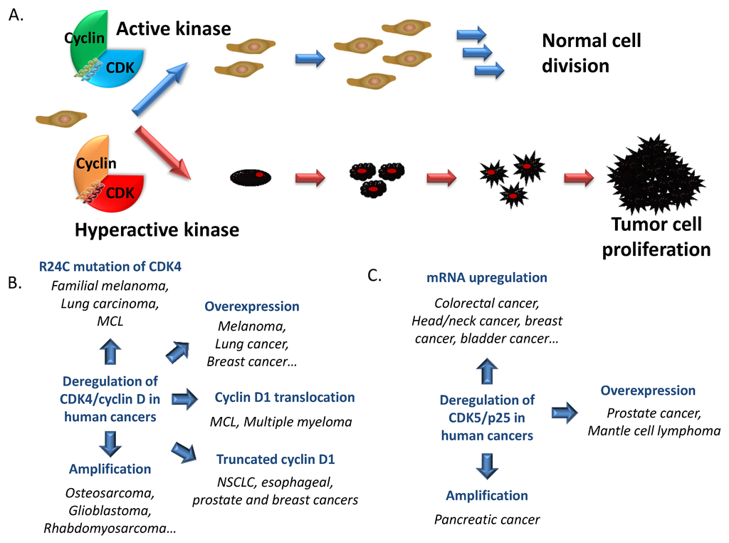 Cancers | Free Full-Text | Targeting Cyclin-Dependent Kinases in Human ...