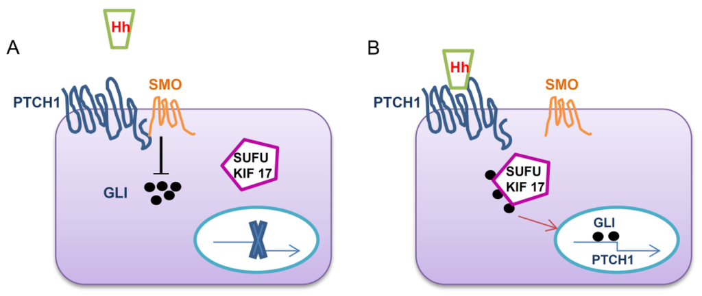Hedgehog Signaling Inhibitors as Anti-Cancer Agents in Osteosarcoma