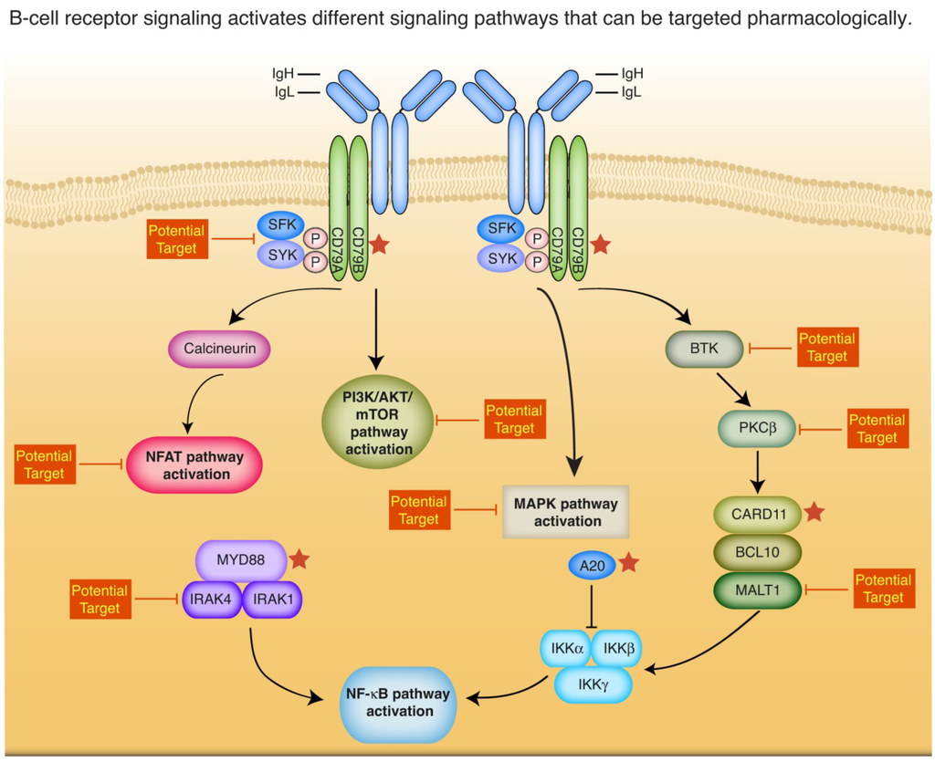 Insights into the Molecular Pathogenesis of Activated B-Cell-like ...