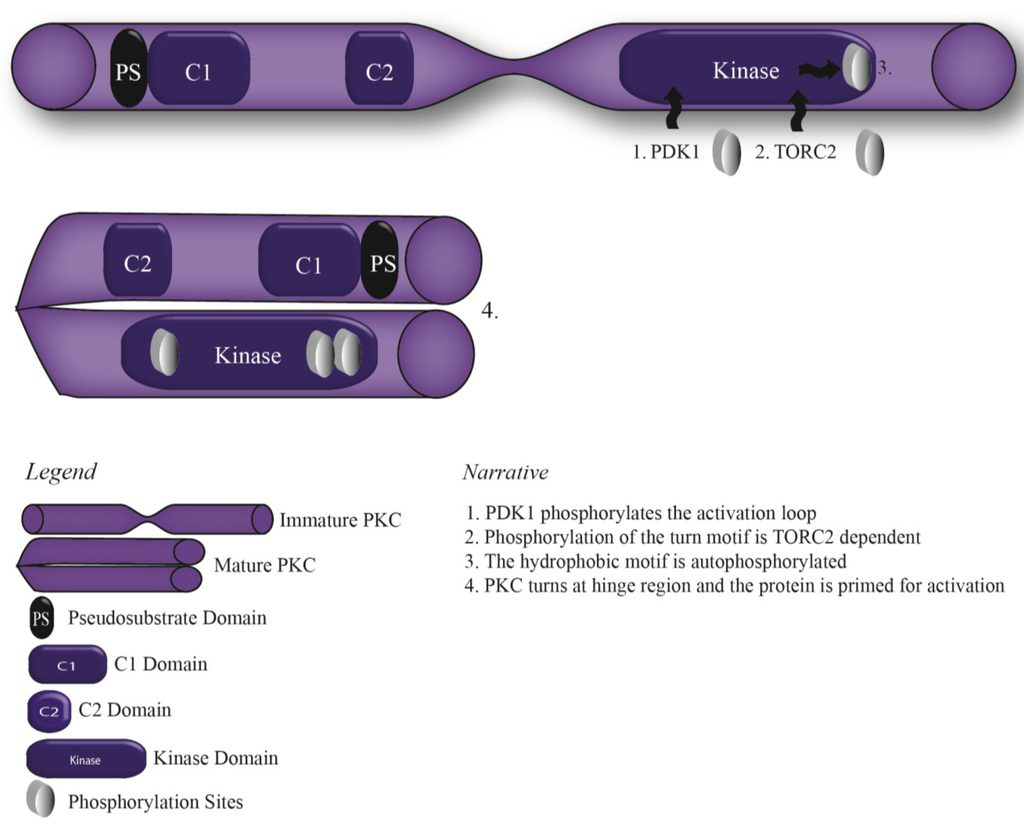 Cancers | Free Full-Text | Targeting Protein Kinase C Downstream of ...