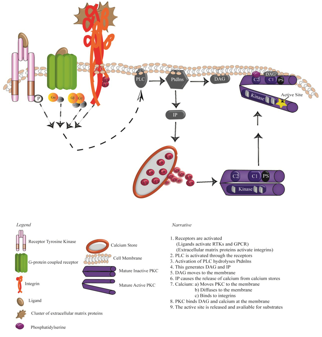 Cancers | Special Issue : Cancer Cell Proliferation