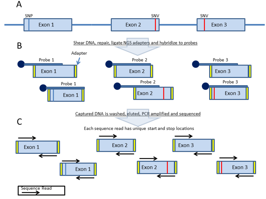 Cancers | Special Issue : Next Generation Sequencing Approaches in Cancer