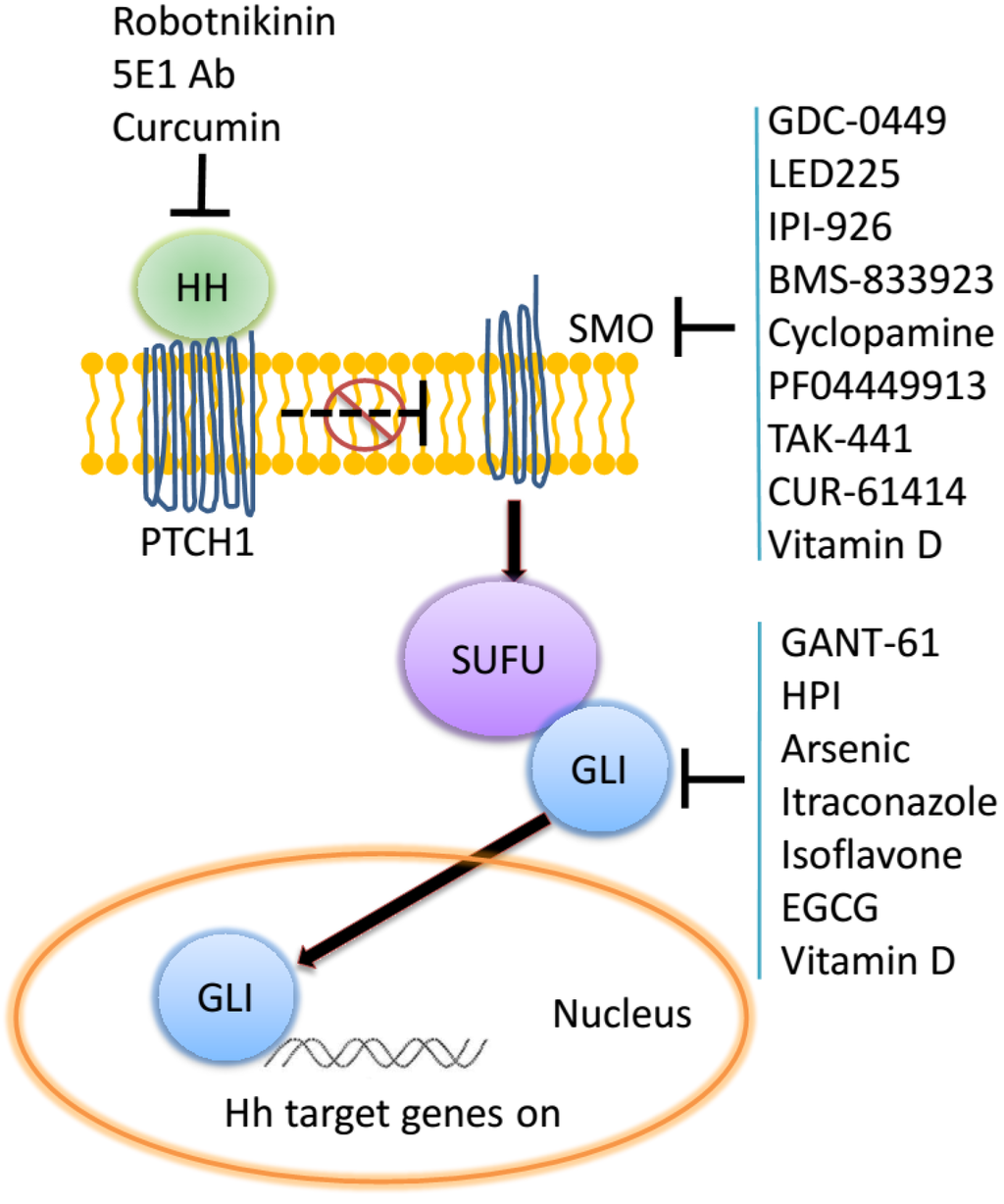 The Impact of Hedgehog Signaling Pathway on DNA Repair Mechanisms in ...