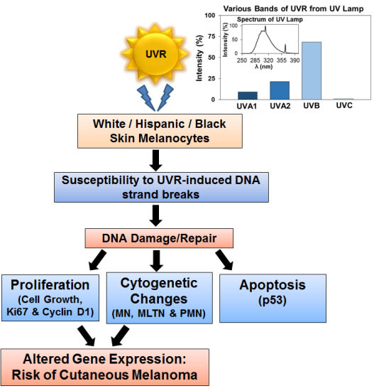 Cancers | Free Full-Text | Ultraviolet Radiation-Induced Cytogenetic ...