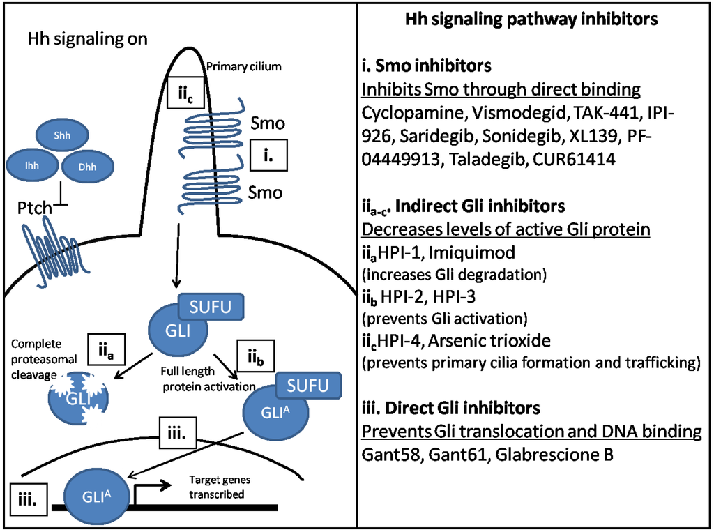 Cancers | Special Issue : Hedgehog Signaling Pathway in Cancer ...