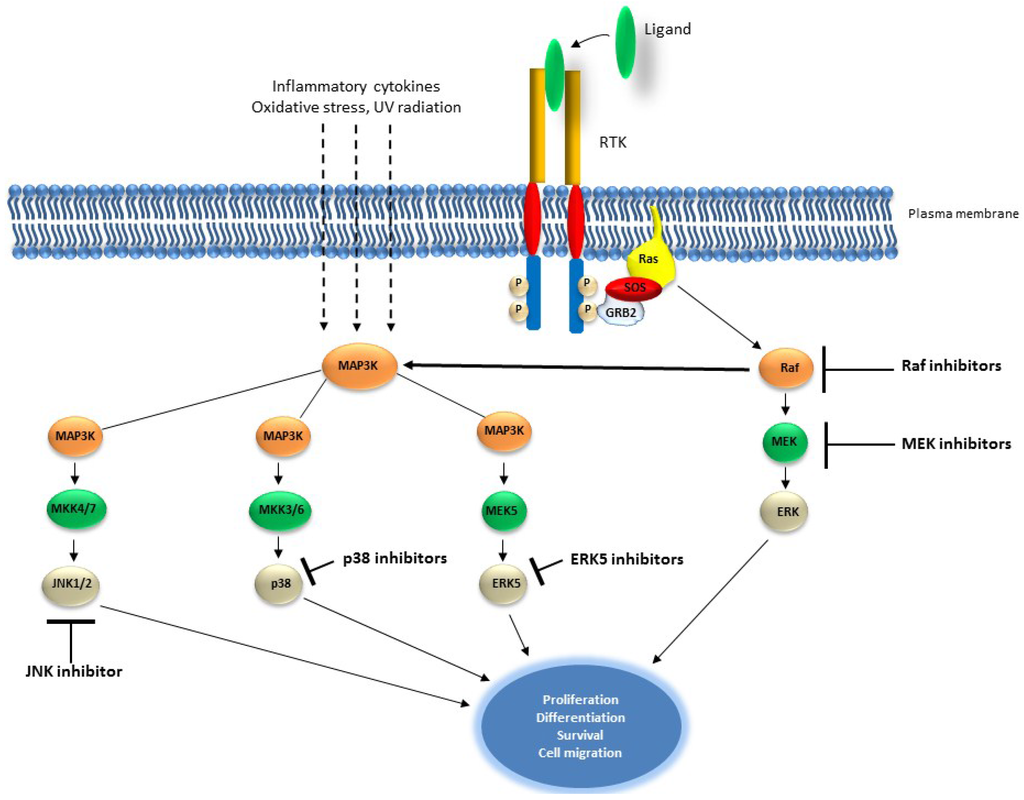 Targeting RTK Signaling Pathways in Cancer