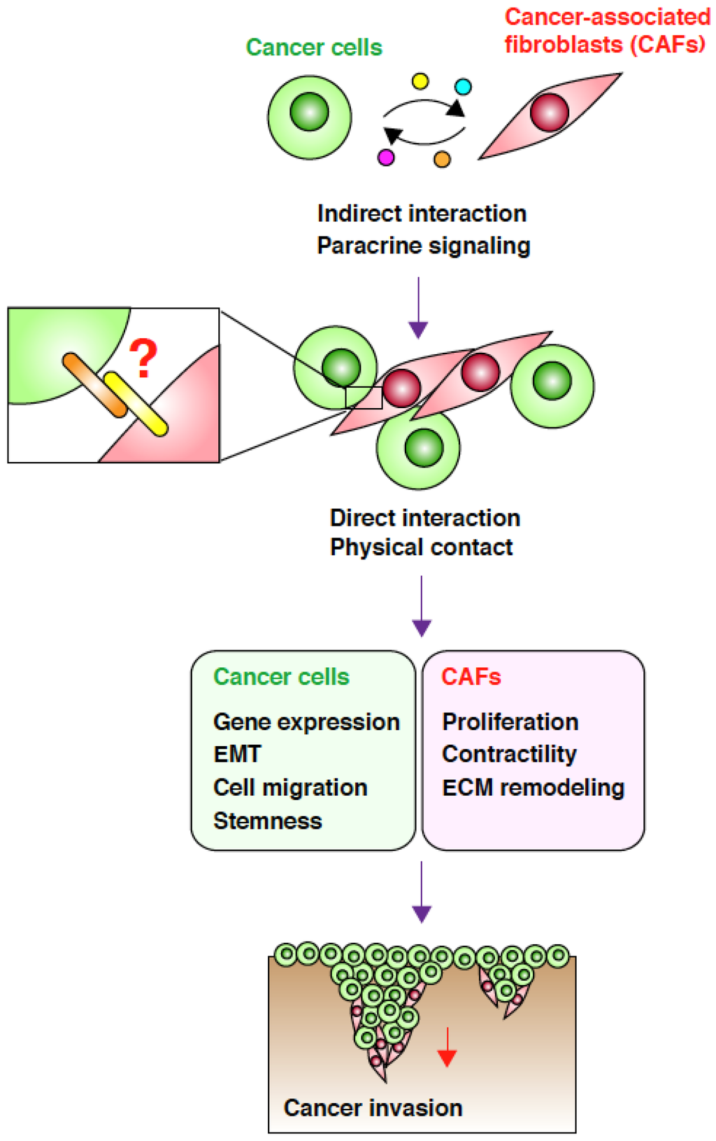 Cancers | Special Issue : Cancer-Associated Fibroblasts Cancers | Special Issue : Cancer-Associated Fibroblasts