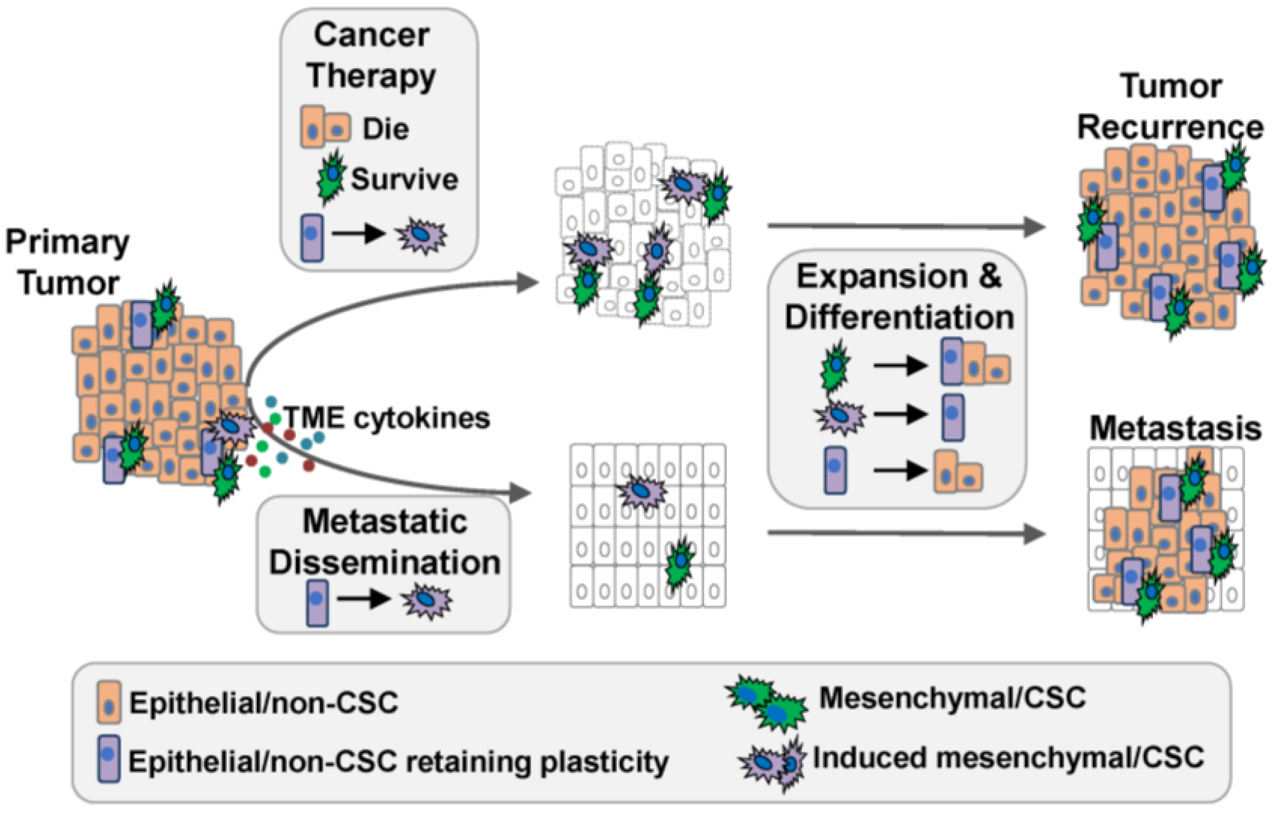Cancer Stem Cell Plasticity Drives Therapeutic Resistance