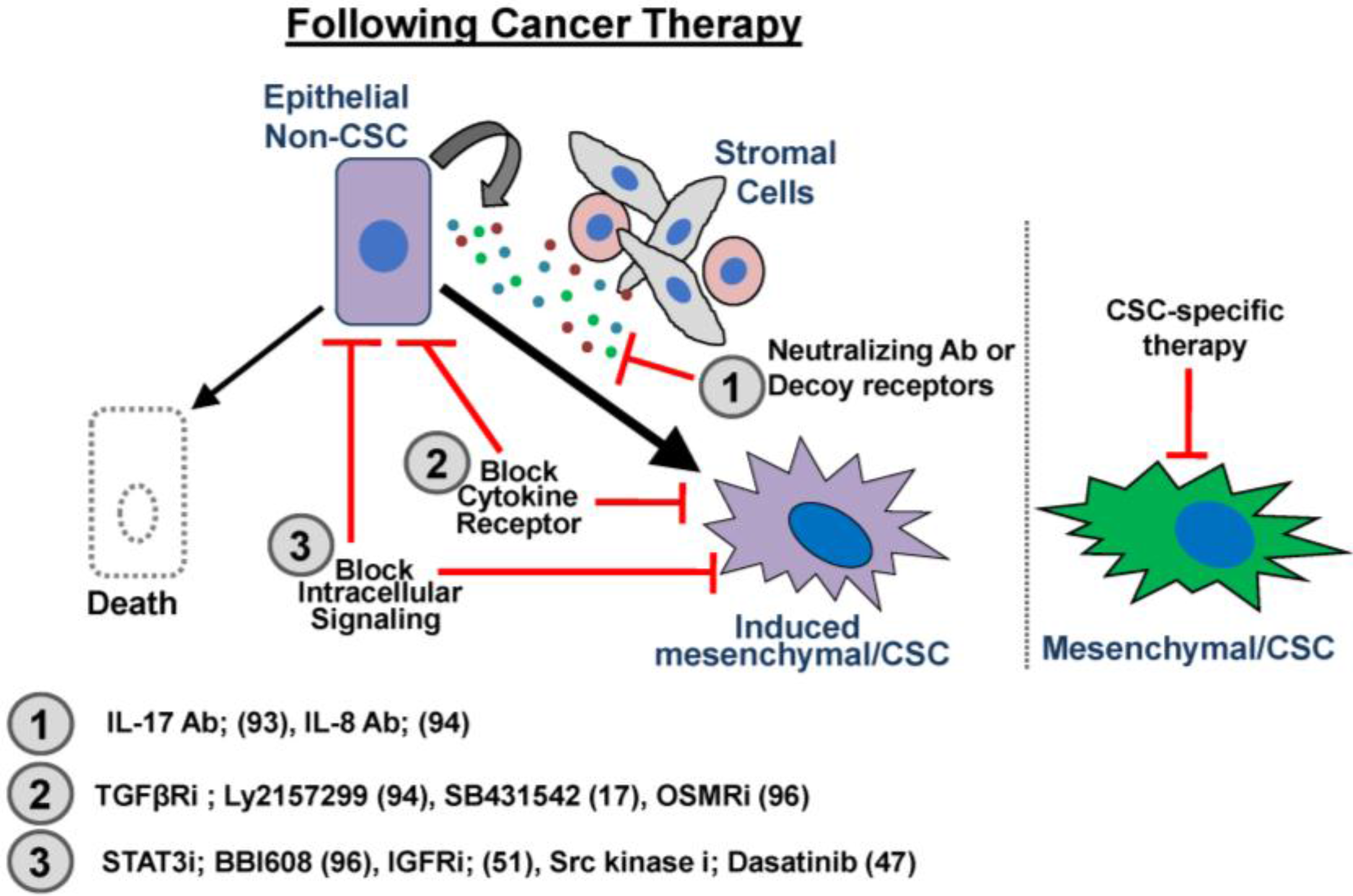 Cancer Stem Cell Plasticity Drives Therapeutic Resistance