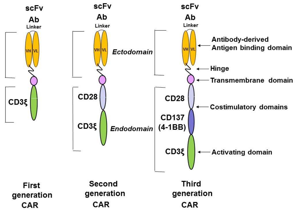 Different Subsets of T Cells, Memory, Effector Functions, and CAR-T ...