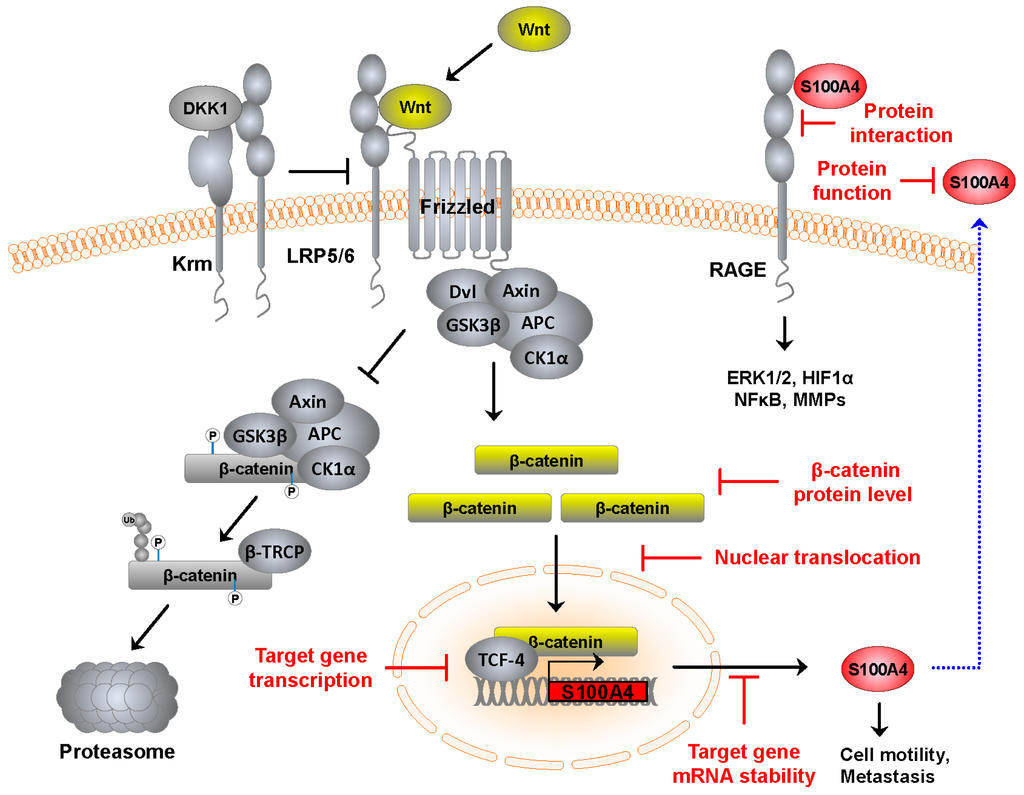 S100A4 in Cancer Metastasis: Wnt Signaling-Driven Interventions for ...