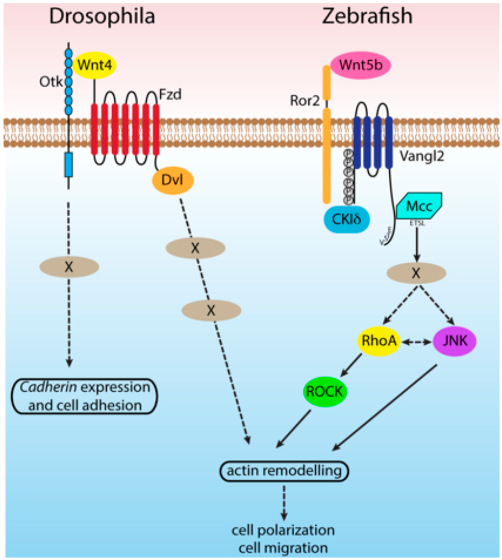 Cancers | Special Issue : Wnt Signaling in Cancer