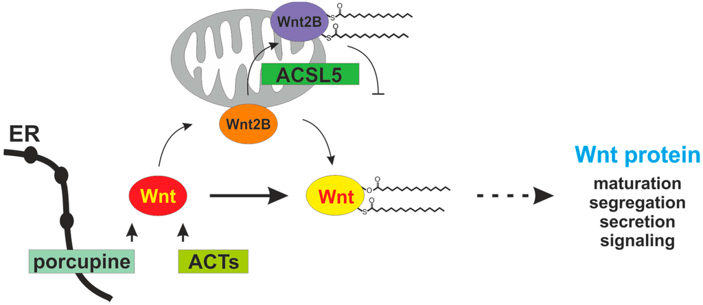 Wnt Lipidation and Modifiers in Intestinal Carcinogenesis and Cancer