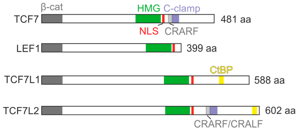 TCF/LEF Transcription Factors: An Update from the Internet Resources