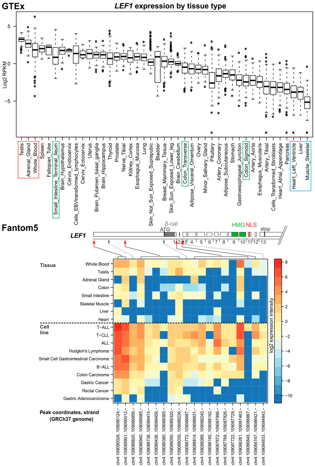 TCF/LEF Transcription Factors: An Update from the Internet Resources
