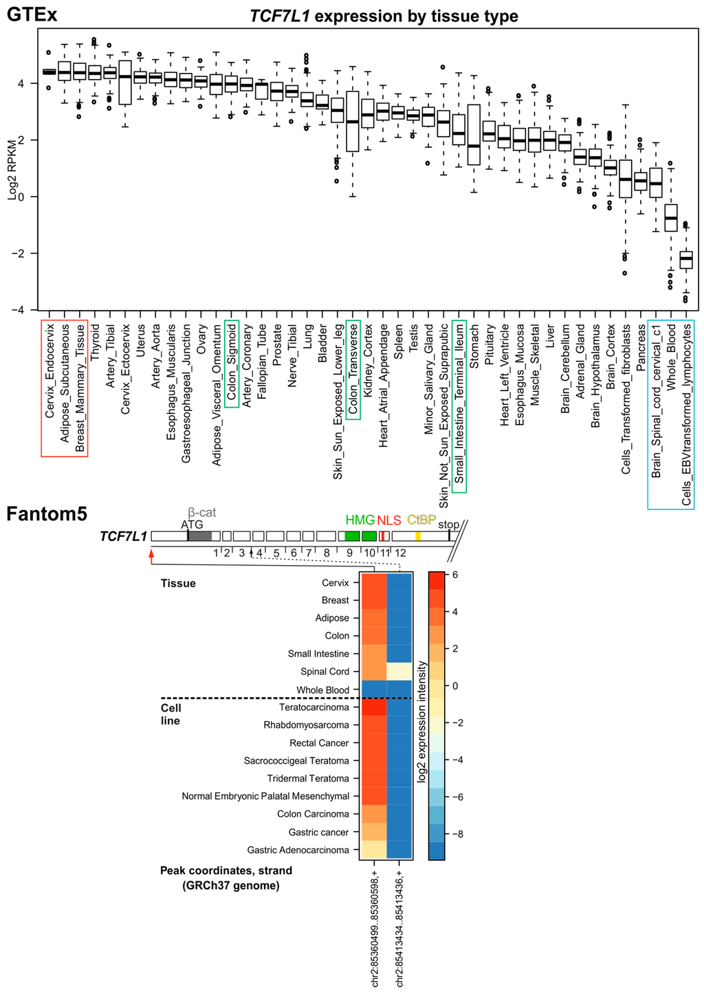 TCF/LEF Transcription Factors: An Update from the Internet Resources