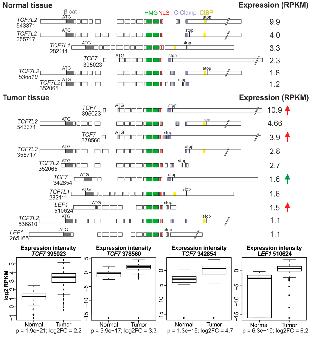 TCF/LEF Transcription Factors: An Update from the Internet Resources