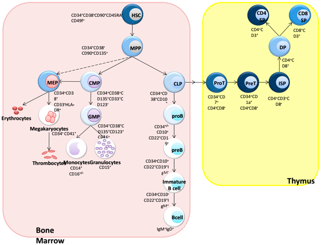 Cancers | Special Issue : Wnt Signaling in Cancer