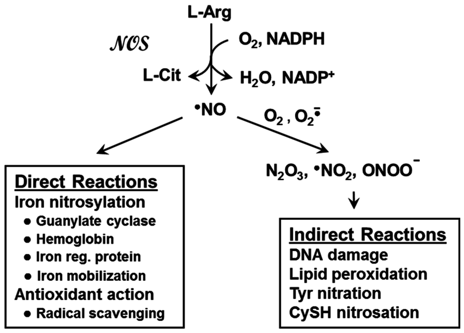 Modulation of the Anti-Tumor Efficacy of Photodynamic Therapy by Nitric ...