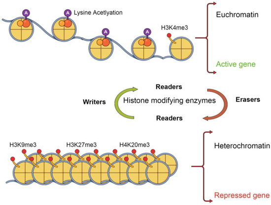 Cancers | Topical Collection : Histone Modification in Cancer