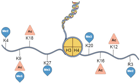 Circulating Nucleosomes and Nucleosome Modifications as Biomarkers in ...