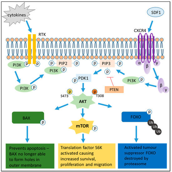 The Role of PI3K Isoforms in Regulating Bone Marrow Microenvironment ...