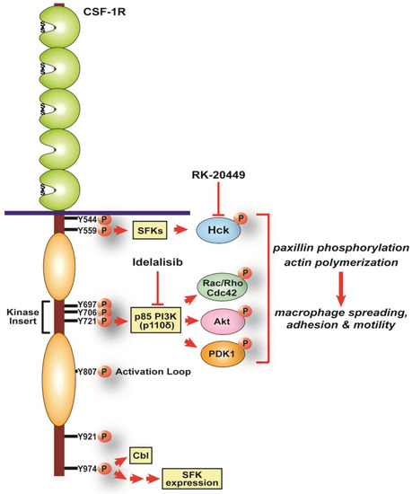 Promotion of Tumor Invasion by Tumor-Associated Macrophages: The Role ...
