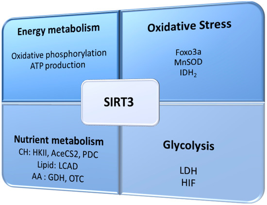 Cancers | Free Full-Text | SIRT3: Oncogene and Tumor Suppressor in Cancer